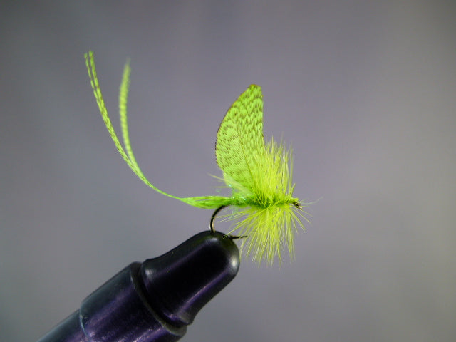 ÉPHÉMÈRE CHARTREUSE – Mouche Expert